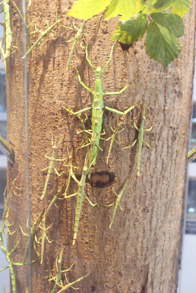 Dr Beynon’s Bug Farm - Inspiring days out mapped